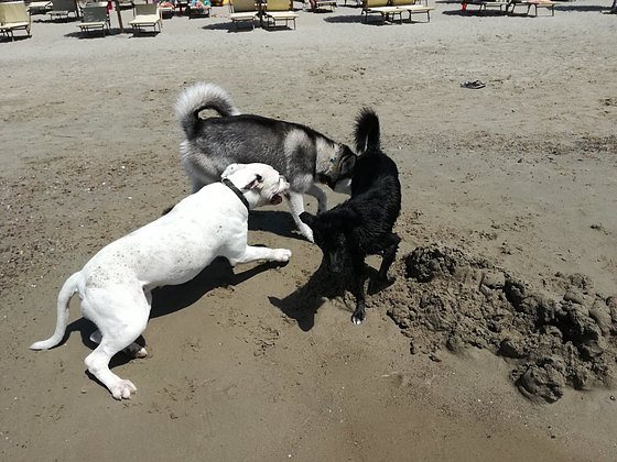 Pasha Glam Dog Beach Piombino prezzi ombrellone, lettino e sdraio ...